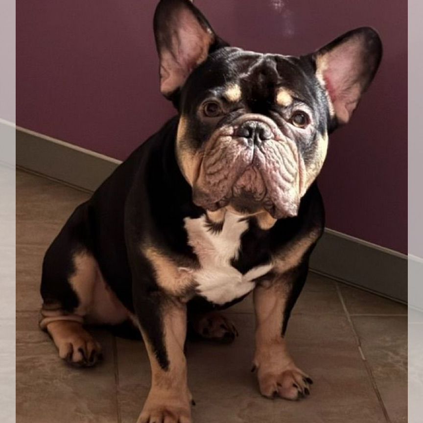 Вязка шоколадного красавчика