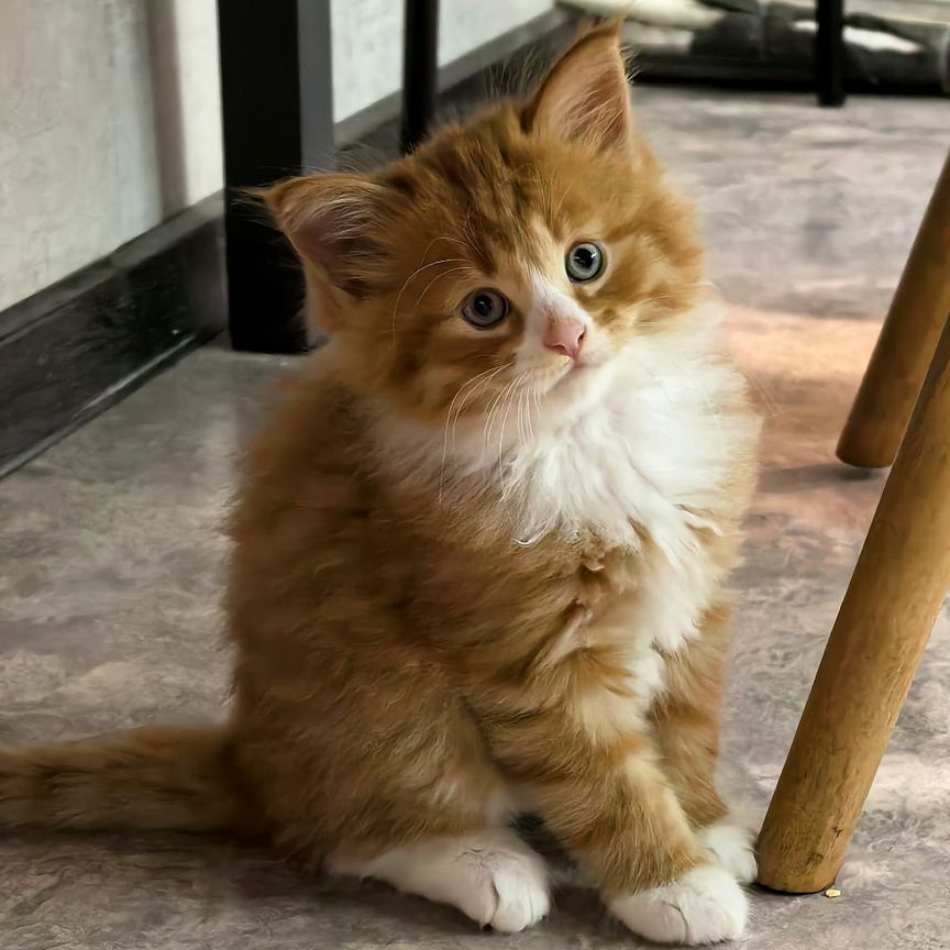 Сибирский котёнок