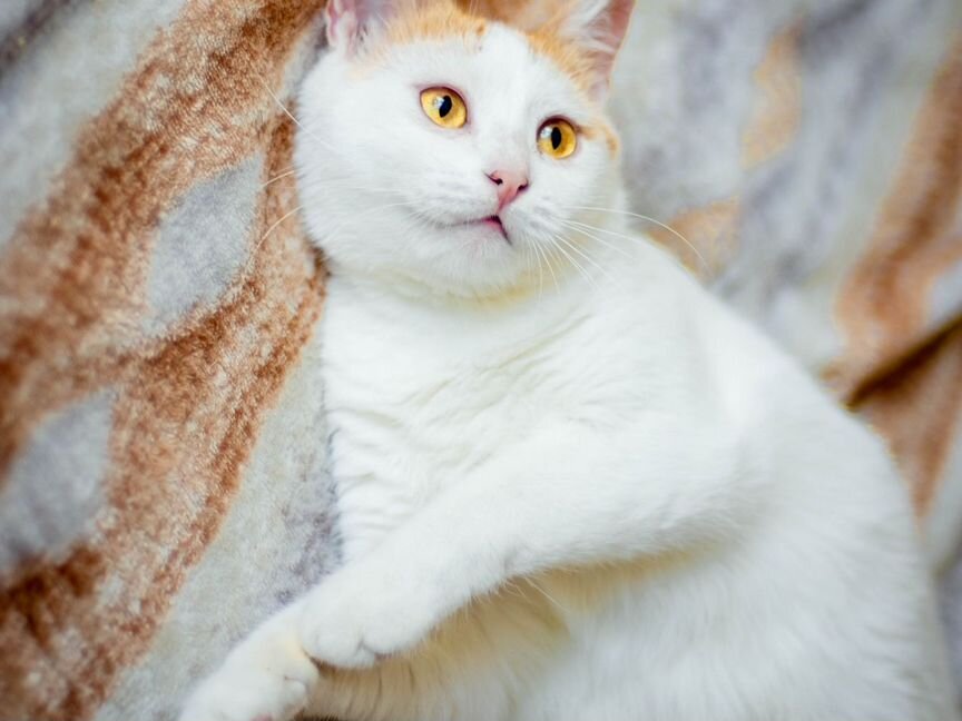 Кошка ждёт свою семью