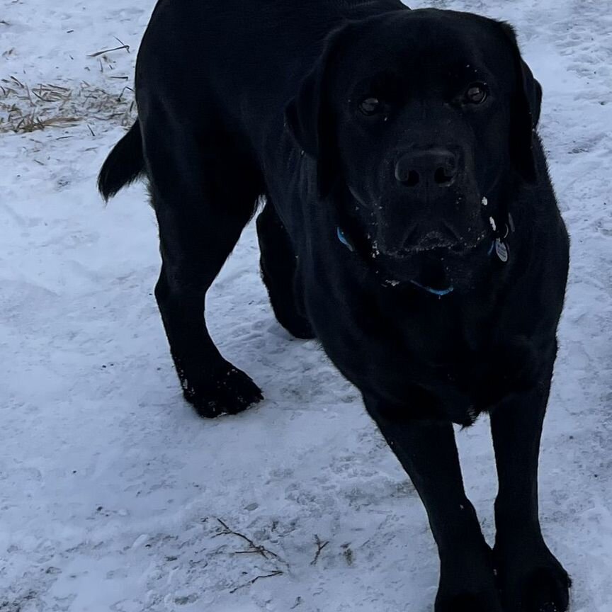 Лабрадор ретривер в добрые руки