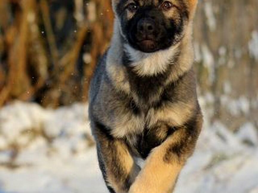 Щенки рыжих -чепрак немецких овчарок