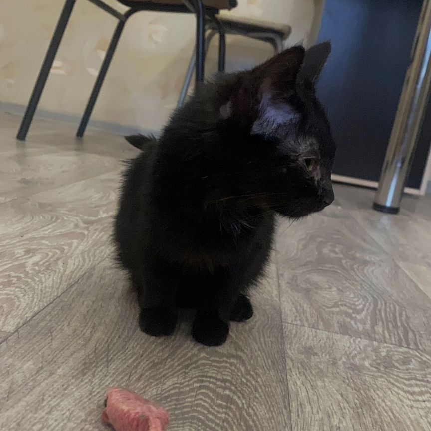 Котёнок в дар