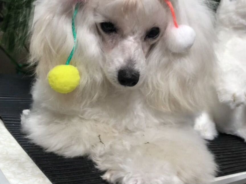 Белая девочка той пудель РКФ