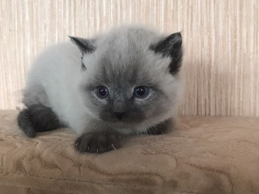 Котята бесплатно