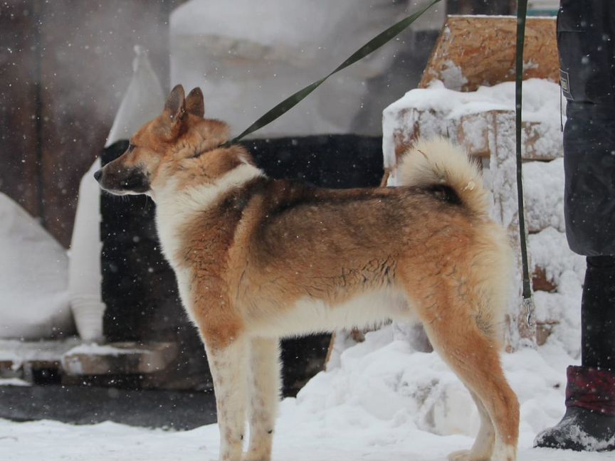 Кобель лайки Янтарь в хорошую семью бесплатно