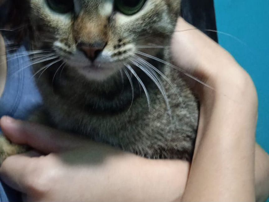 Котейка в подъезде