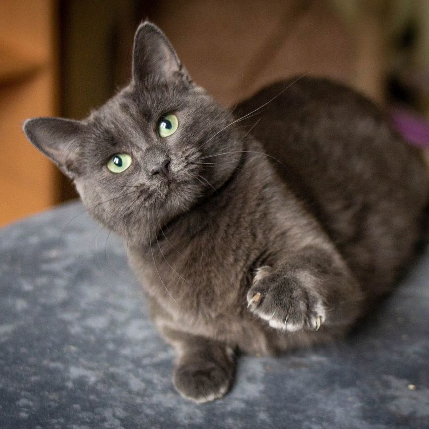 Кошечка Виола