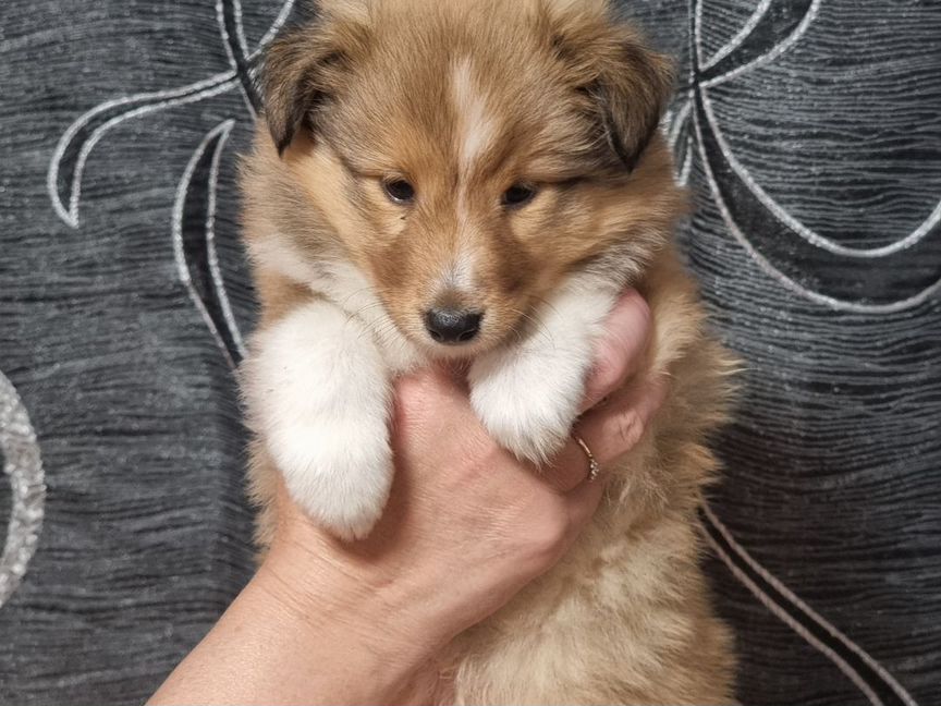 Шелти