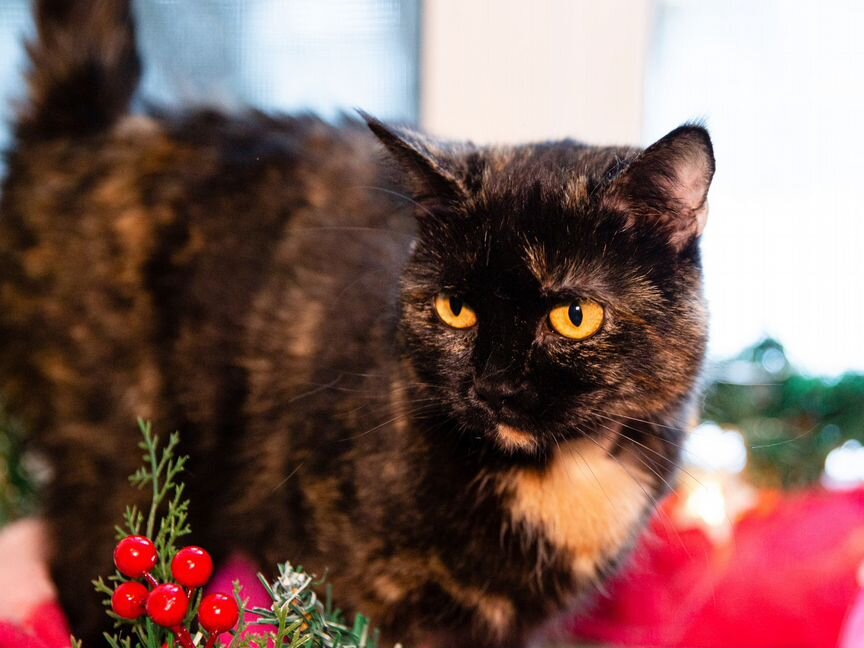 Киска Мия/ черепаховый окрас/ из приюта