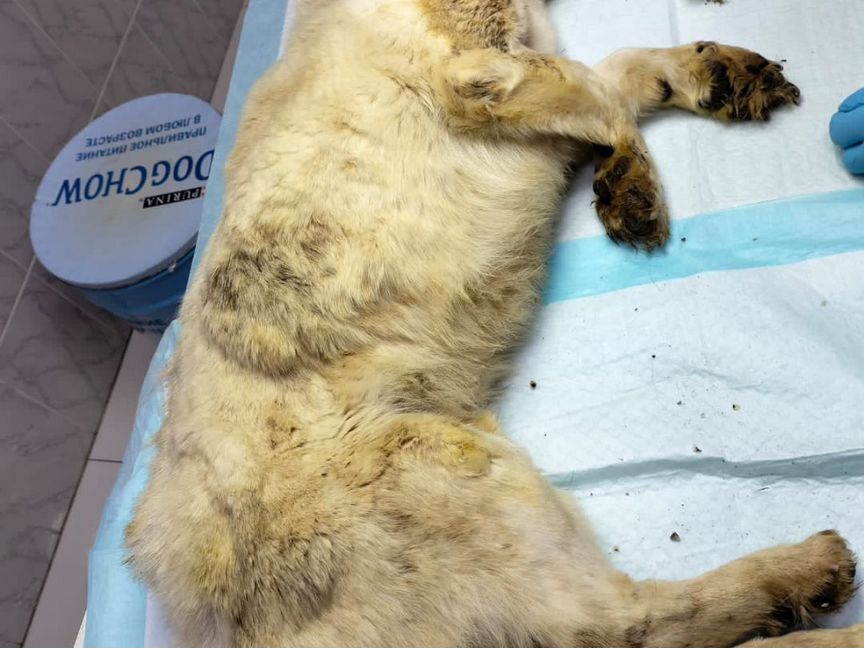 Декстер.Думали не довезем