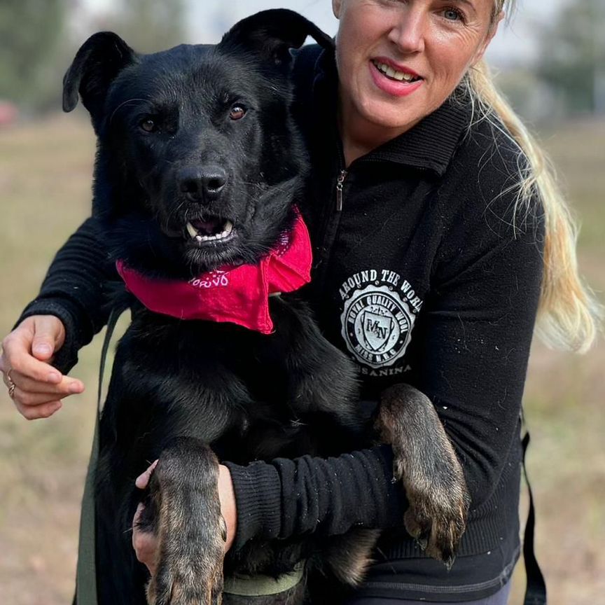 Хороший мальчик Снупи ждет в приюте