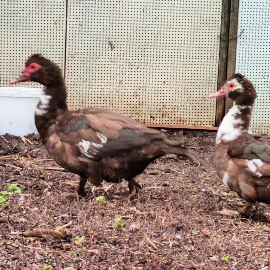 Домашняя птица утки