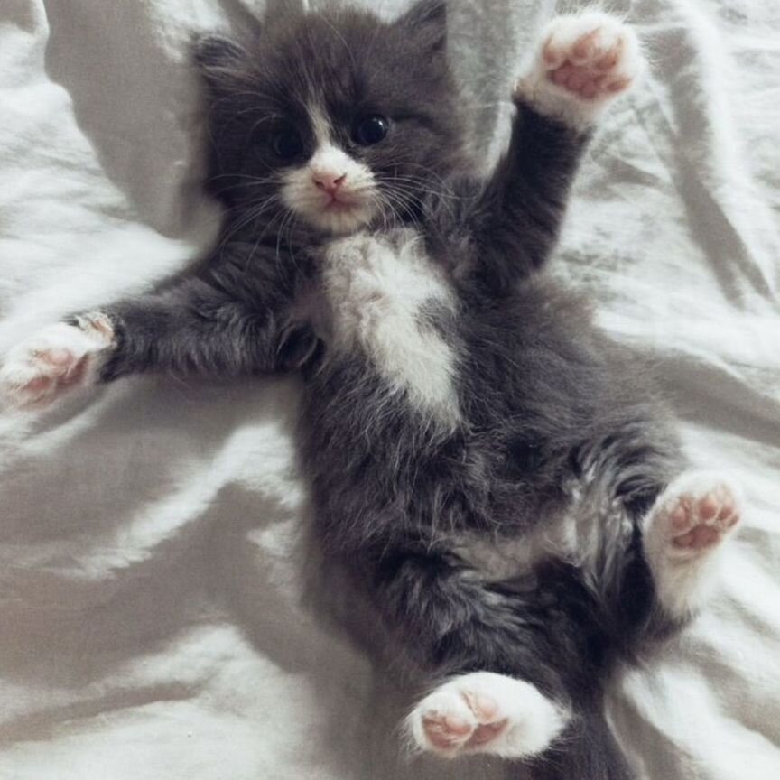 Британский длинношёрстный котёнок