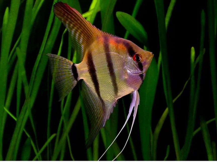 Рыбки скалярии