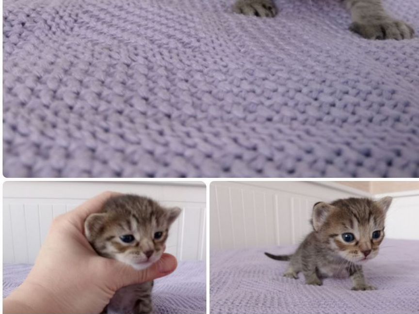 Котята в дар бесплатно