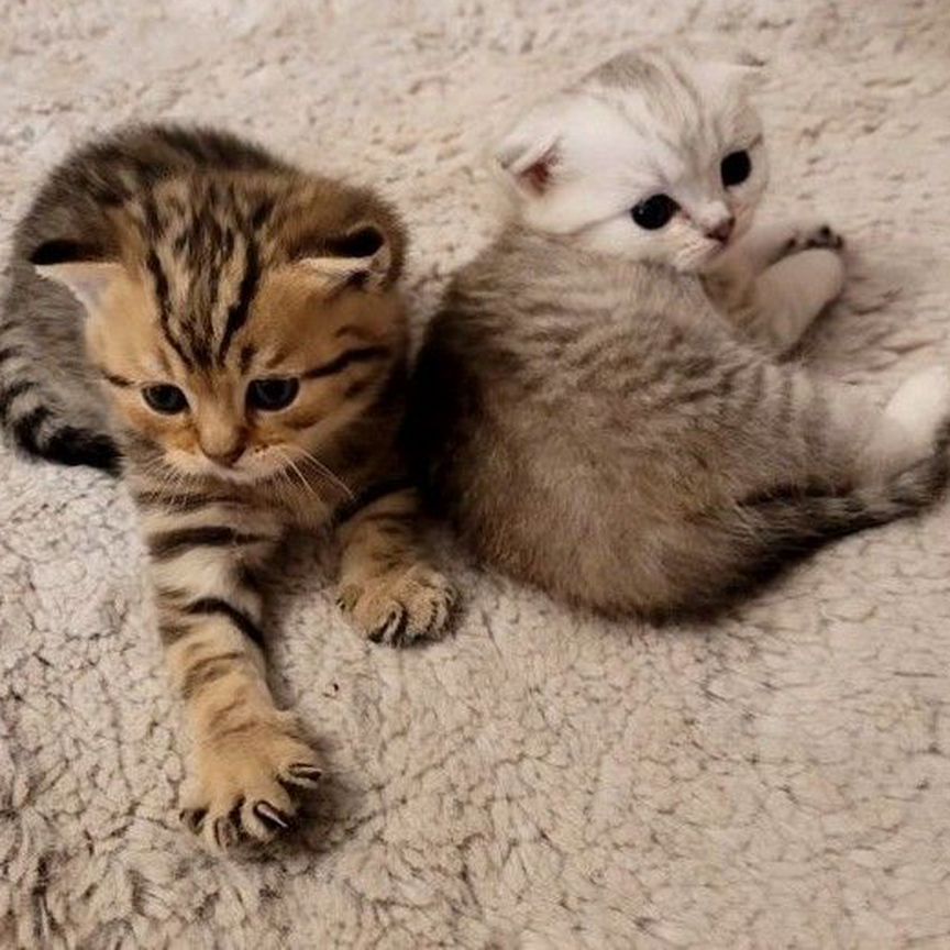 Шотландские котята шиншилла