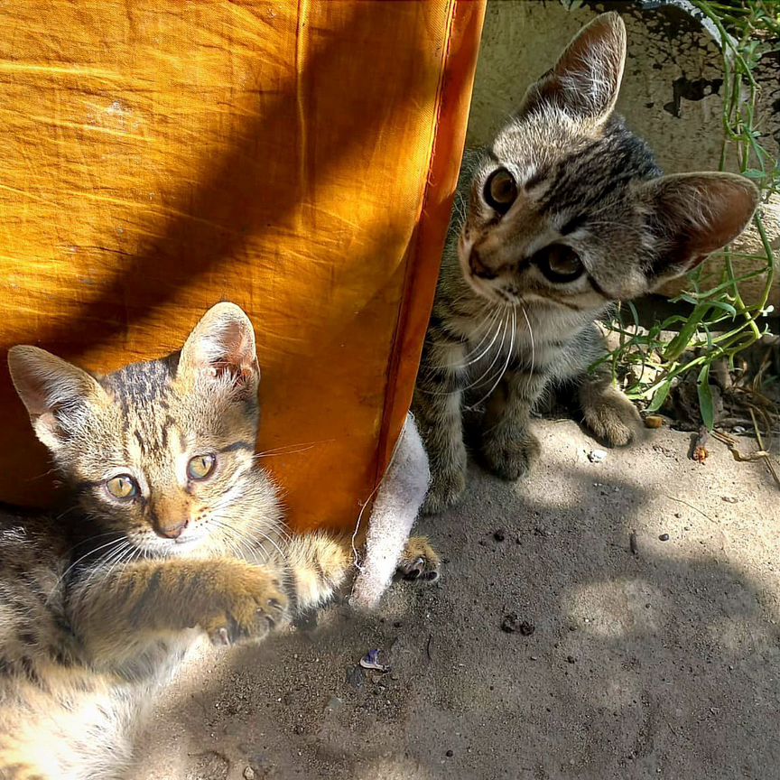 Отдам котят