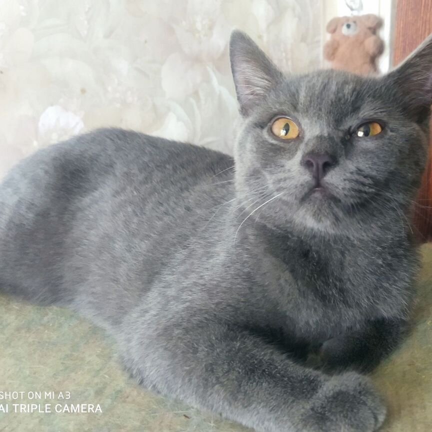 Котенок подросток в добрые руки