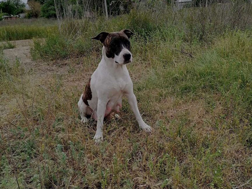 Стафтерьер