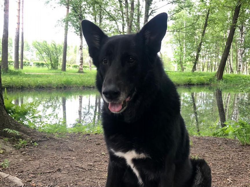 Отдам собаку в добрые руки