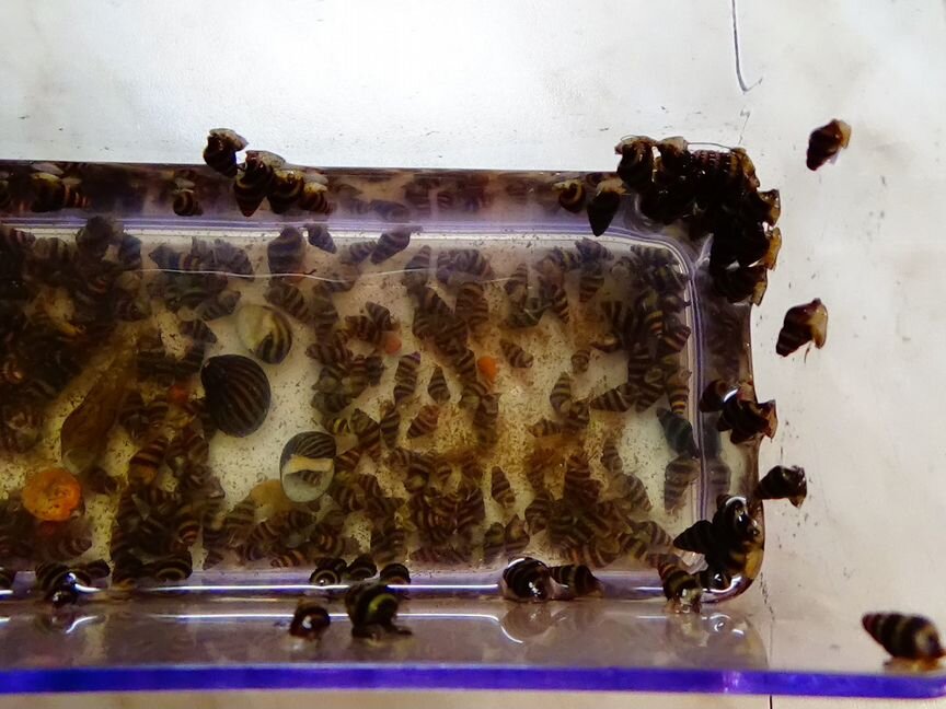 Улитка хелена 100 штук