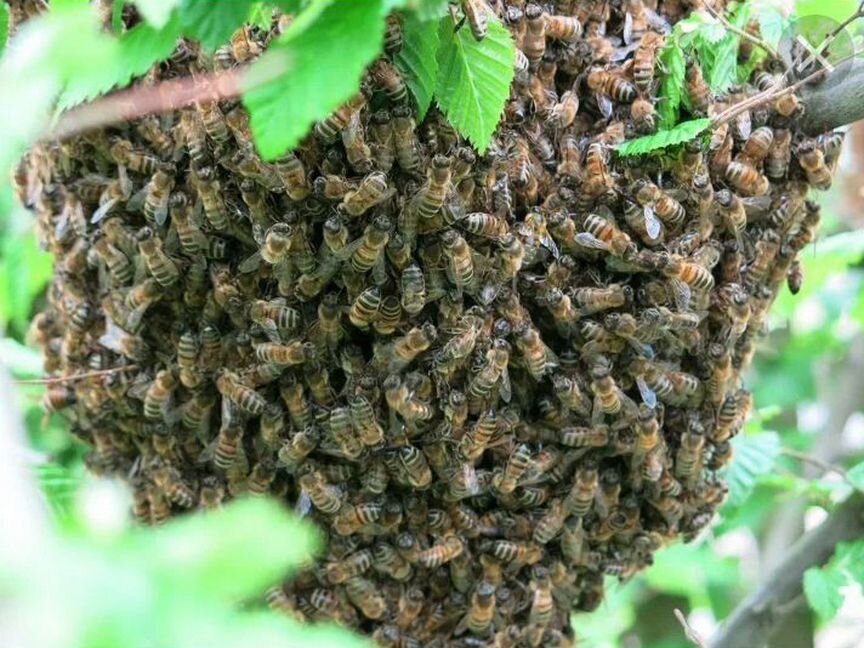 Сниму рой пчел