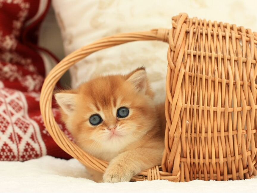 Британские котята