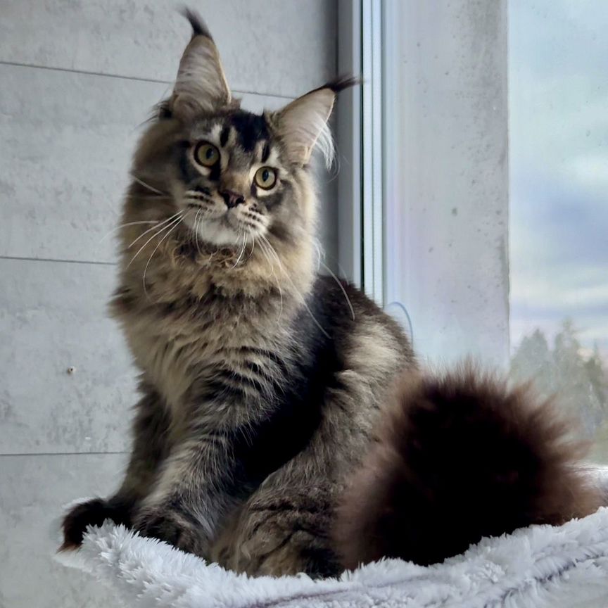 Мейн-кун котёнок