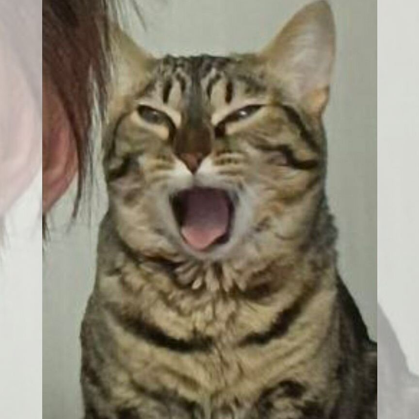 Взрослая кошка в добрые руки