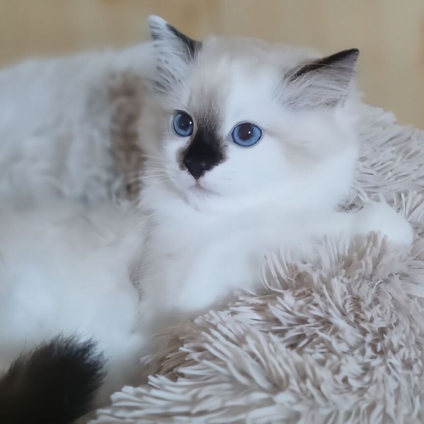 Котенок девочка Рэгдолл