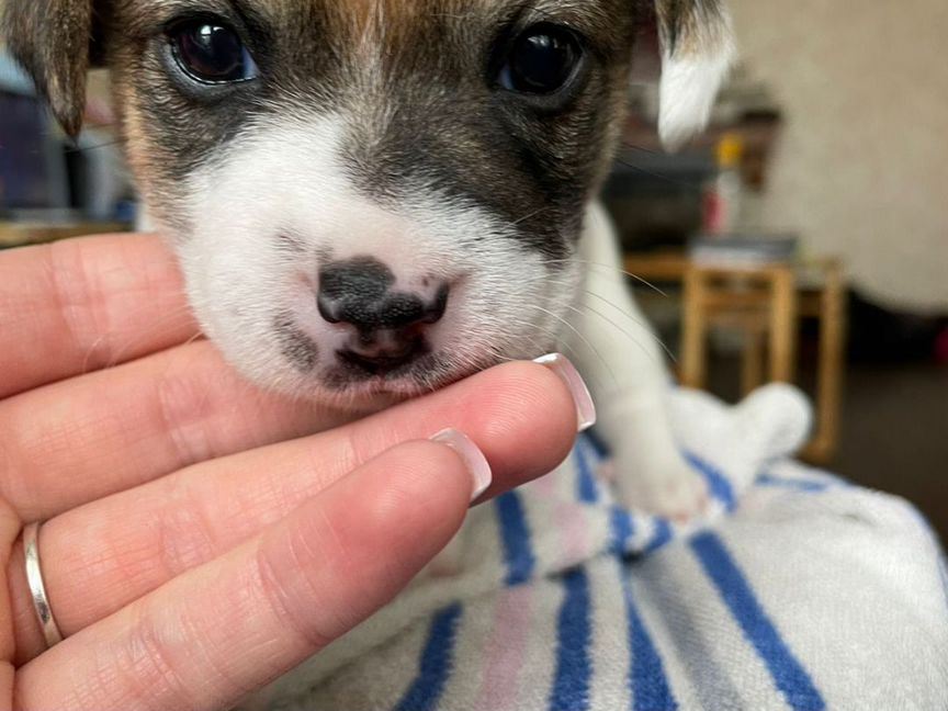 Щенки джек рассел терьер