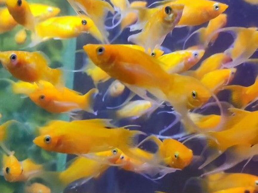 Моллинезия Оранж лирахвостая 5см рыбки и др