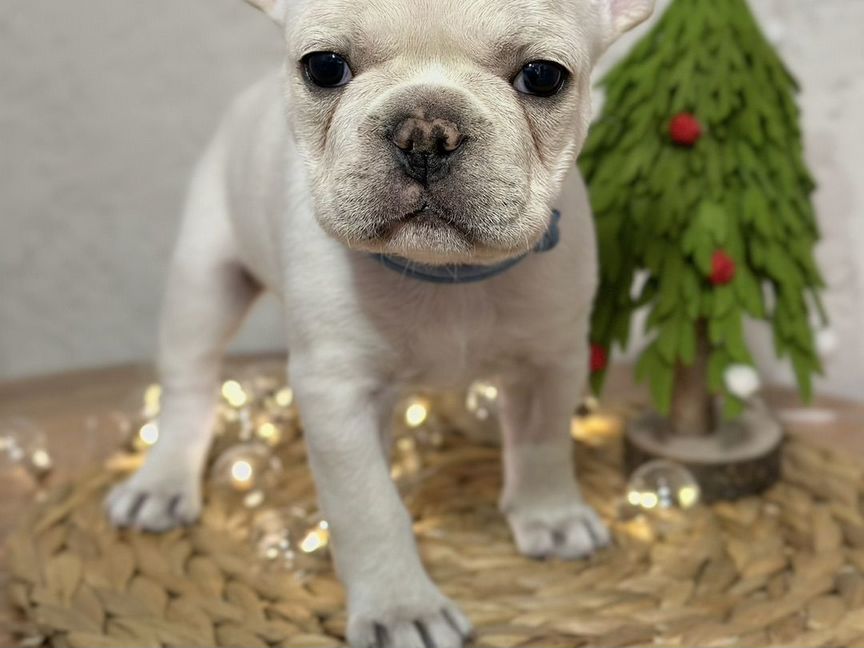 Кремовые щенки французского бульдога