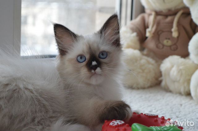 Маленький очаровашка