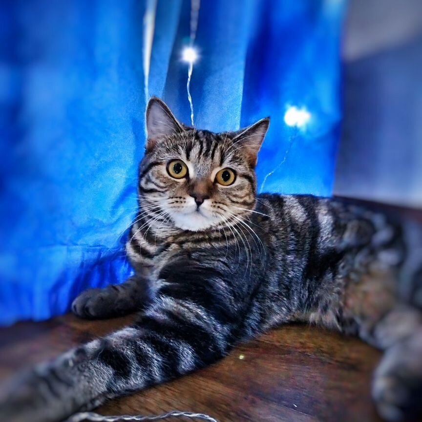 Кошка Шотландская прямоухая на вязку