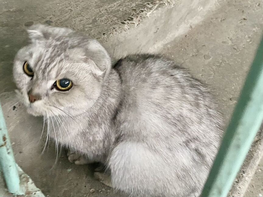 Шотландская вислоухая кошка потеряшка
