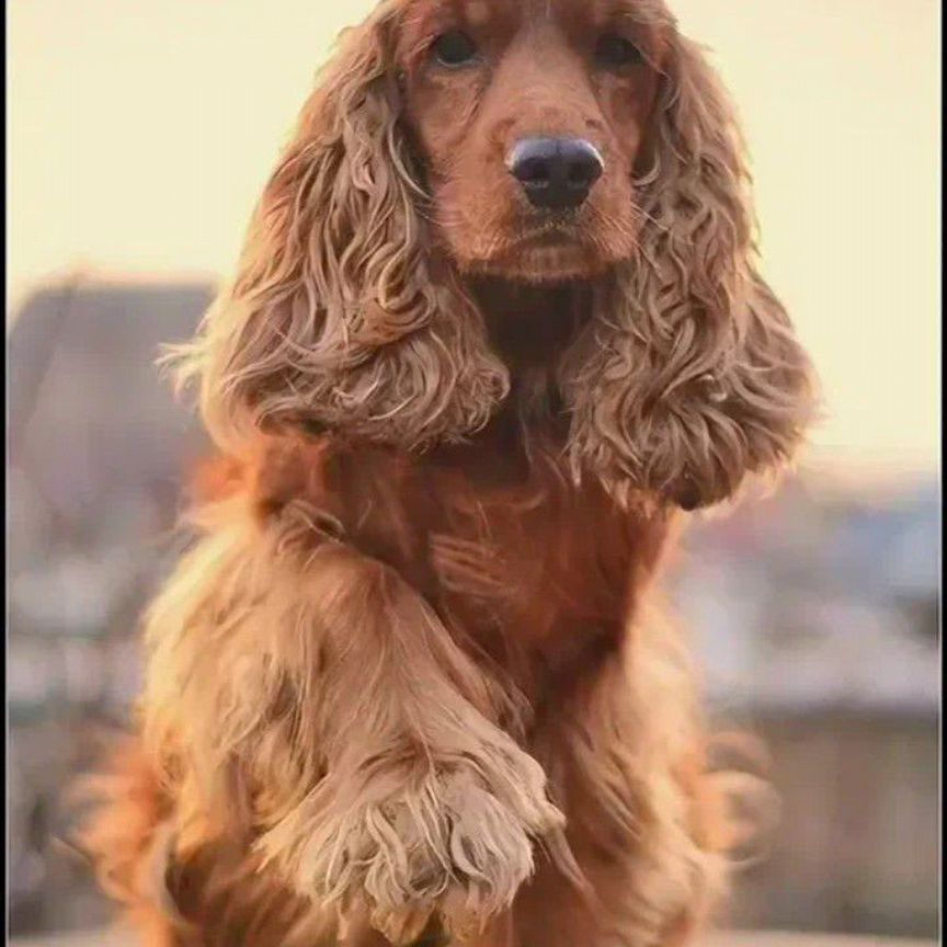 Щенки кокер спаниеля