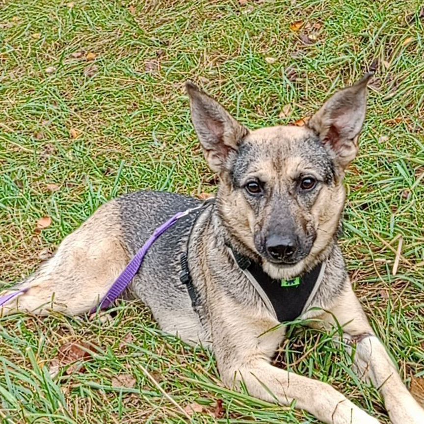 Собака в добрые руки бесплатно дар