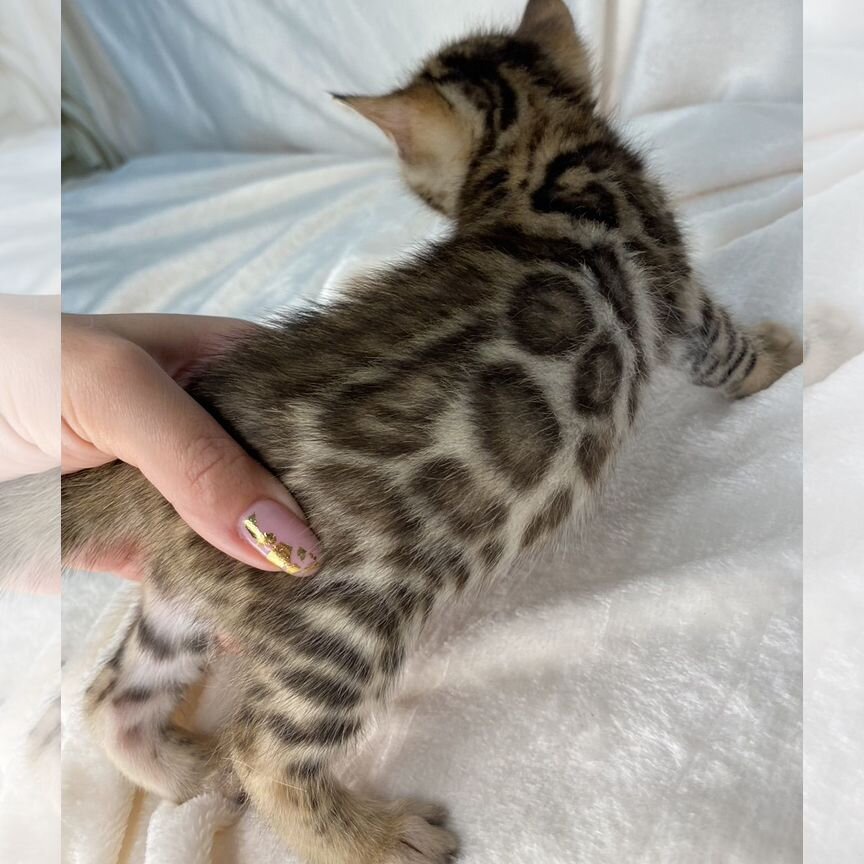 Бенгальская малышка с документами