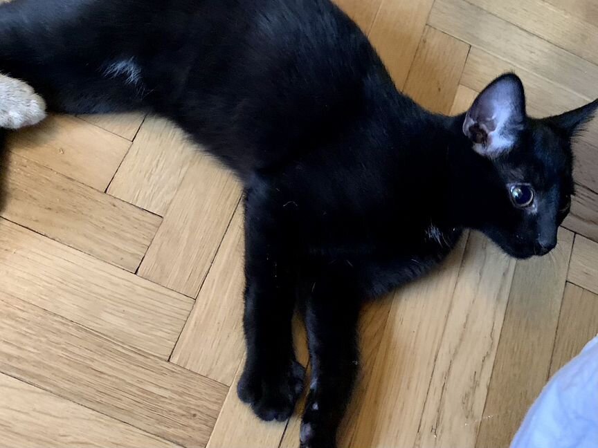 Мишелька - котенок подросток