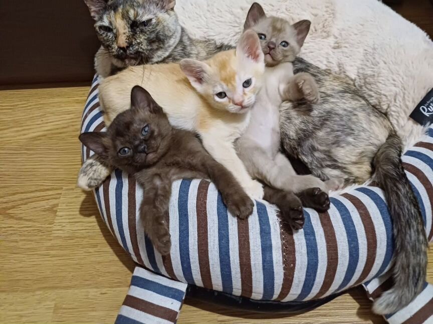 Бурманские котята