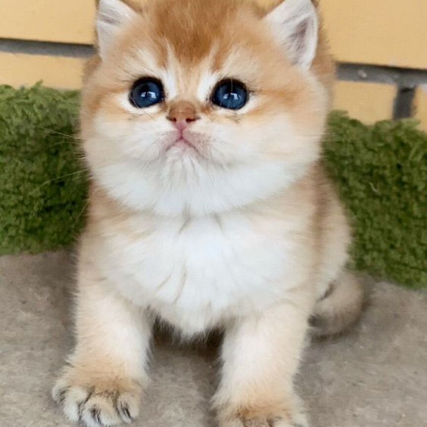 Котенок Британская золотая шиншилла