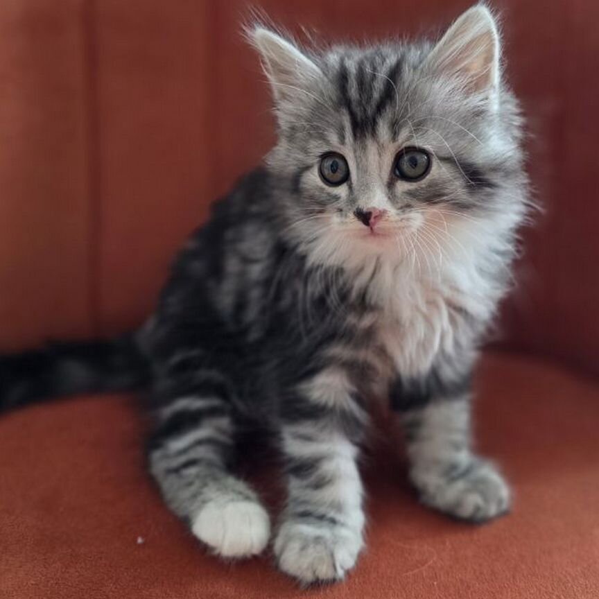 Котята в добрые руки бесплатно