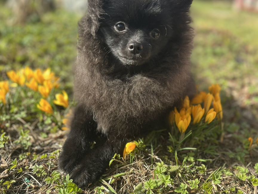 Щенки шпица