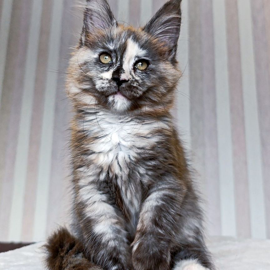 Котёнок мейн кун продажа