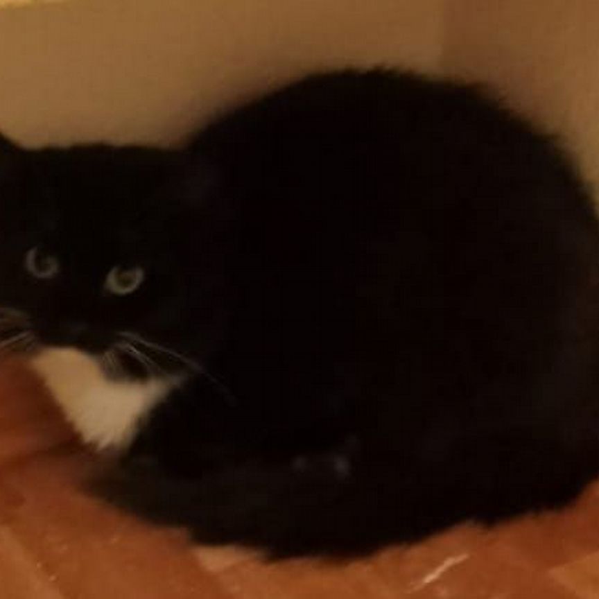 Кошечка Масяня