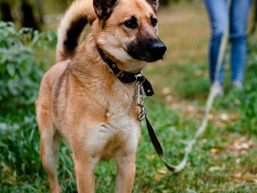 Молодой ласковый Боня тоскует в приюте