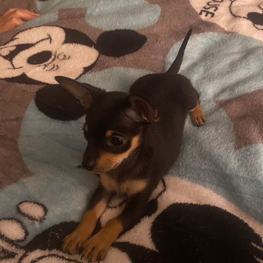 Щенок - той терьер. (кобель)