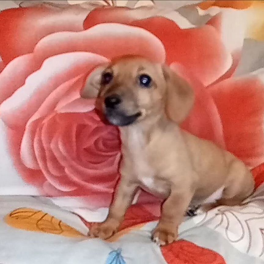 Такса мальчик и девочка 2 месяца