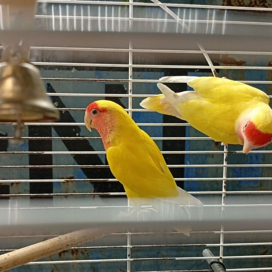 Попугай неразлучники с клеткой